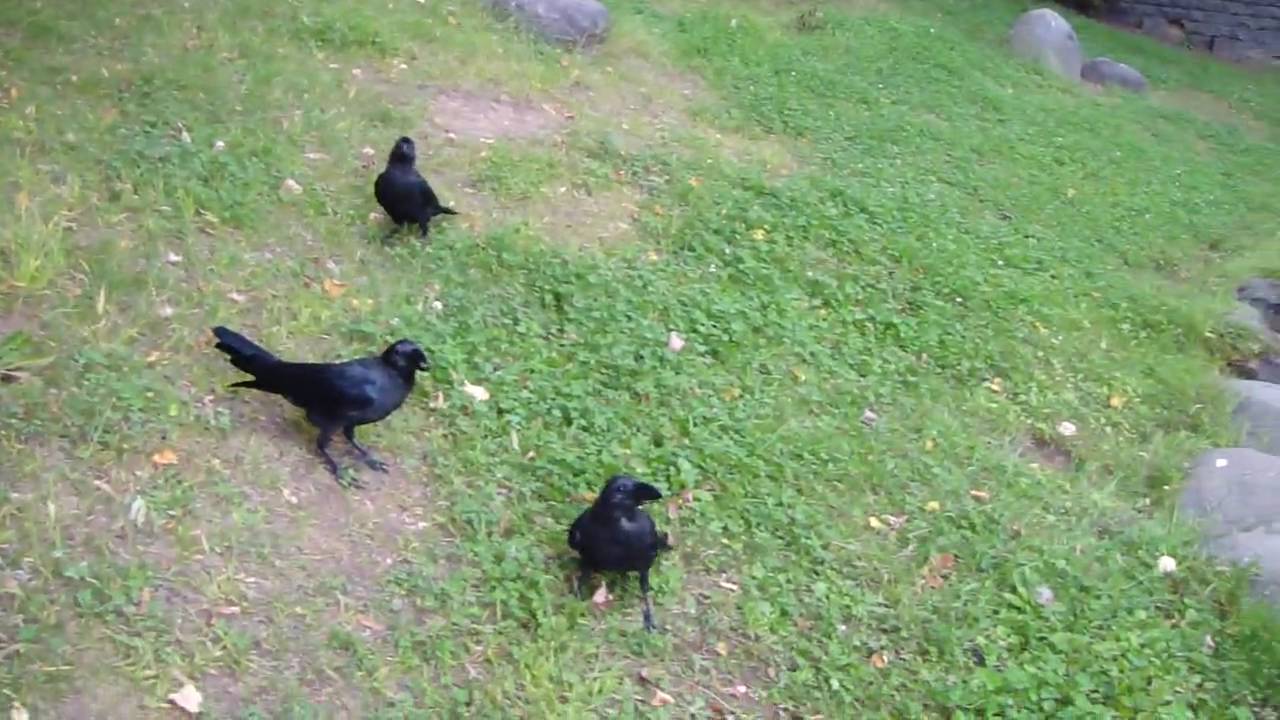 Japanese Ravens - YouTube