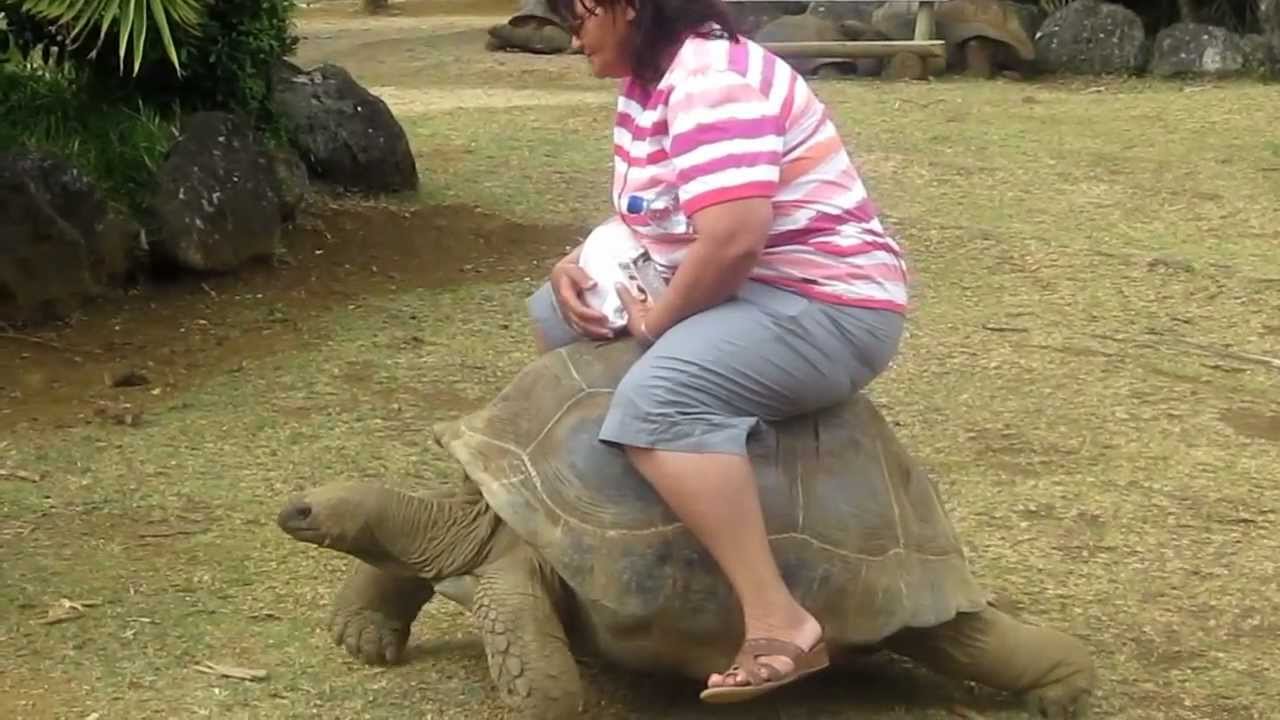Woman Falls from Giant Tortoise - YouTube