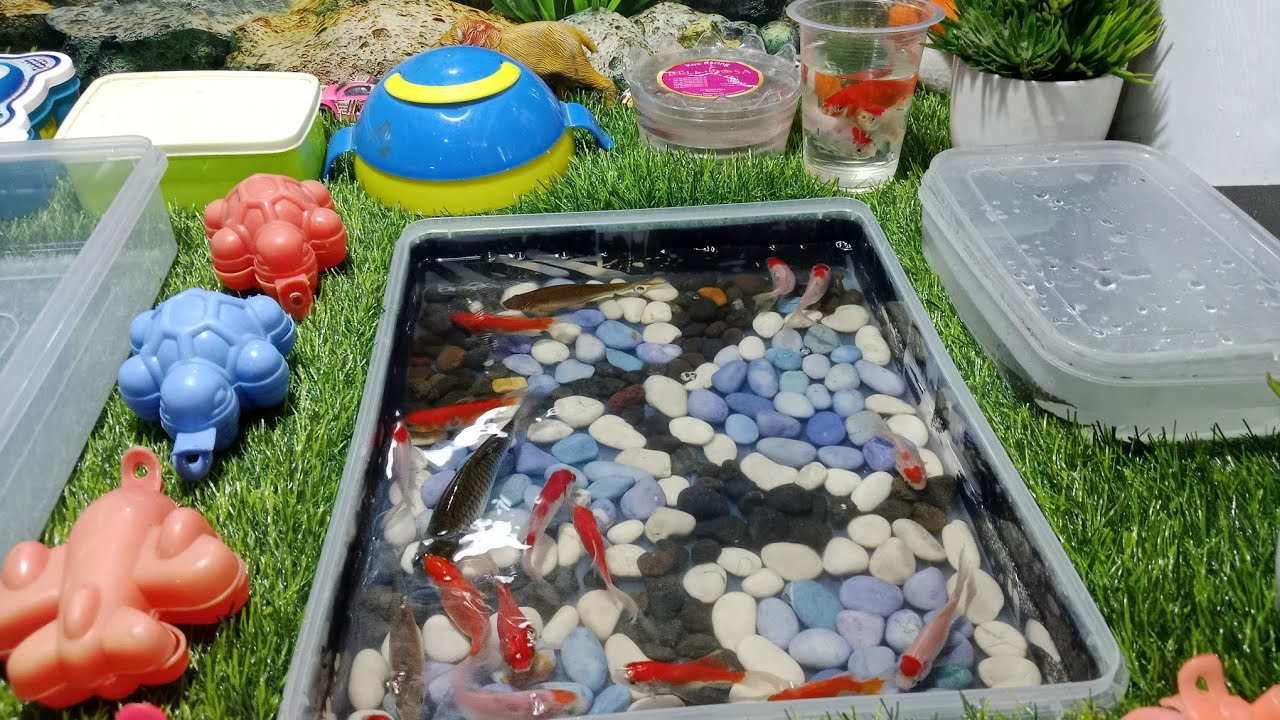 unboxing ikan hias warna warni ikan komet,ikan mas koki,ikan goldfhis ...
