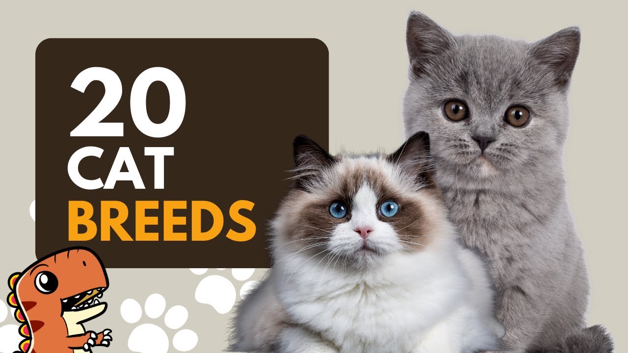 Top 20 Most Adorable Cat Breeds for Kids to Learn - Educational Video ...