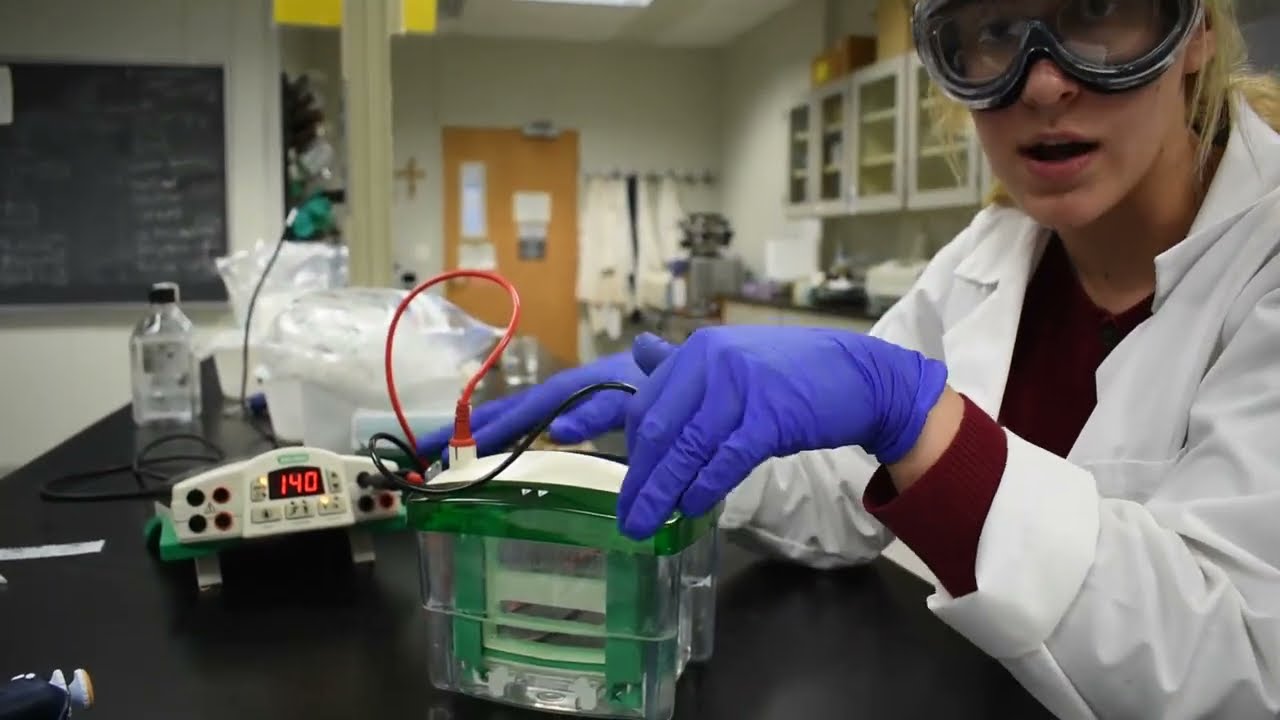 Chem 202 Affinity Lab (Electrophoresis) - YouTube