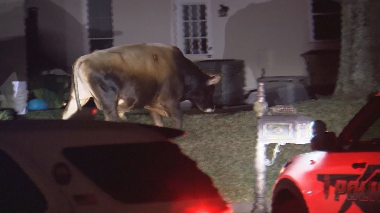Bull on the loose: Temple Terrace Police in Florida wrangle bull ...