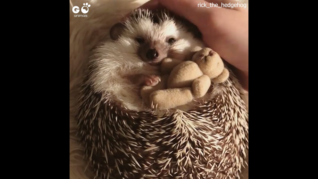 Rick The Adorable Hedgehog | This Hedgehog Isn't Afraid Of Humans | Go Animals - YouTube
