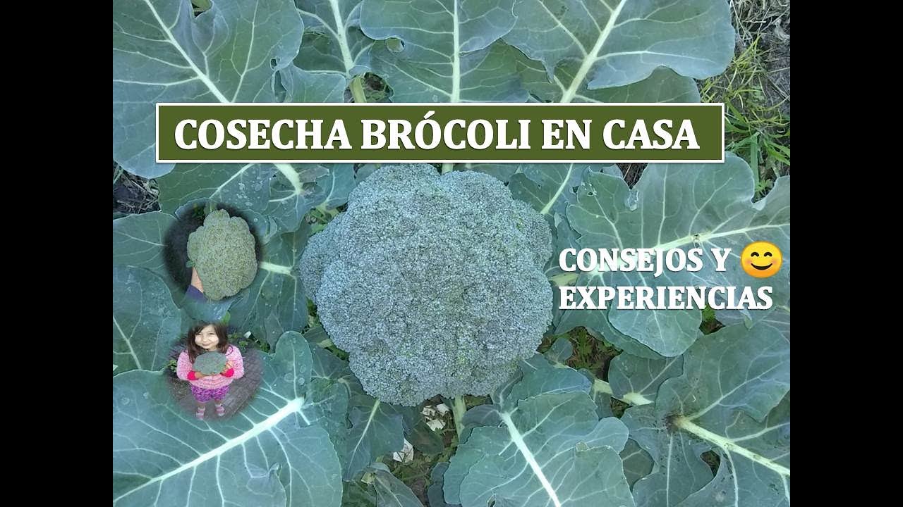 COSECHA de BRÓCOLI en la Huerta Familiar - YouTube
