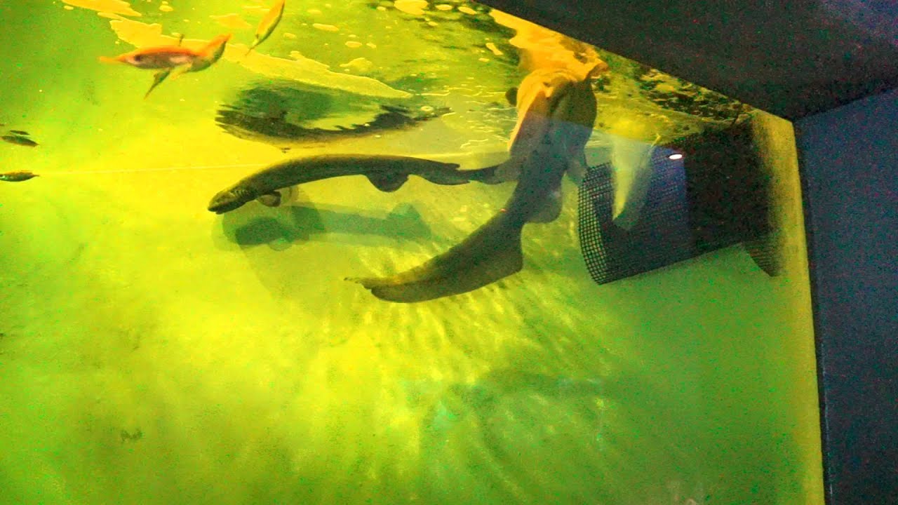 Frilled Goblin Shark