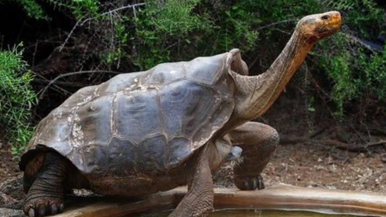 10,000 endangered tortoises found in a house; Tortoise found covered in ...