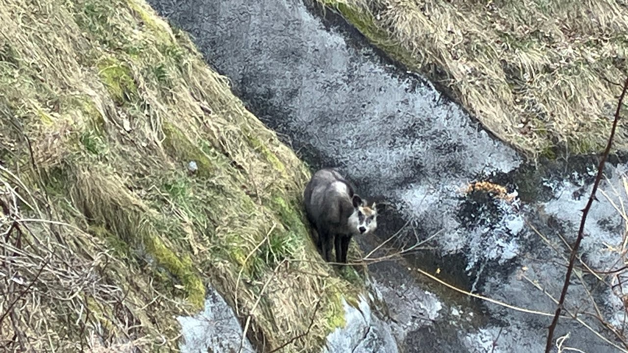 生き物 観察 Creature observation - YouTube
