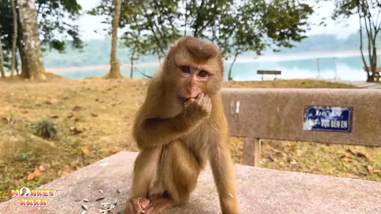 The thing that makes me saddest is not being able to bring Monkey Kaka back. - YouTube