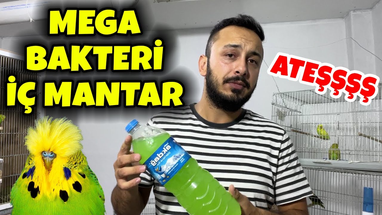 KOMBİ MİX , AMPHOTERİCİN B UYGULAMASI YAPTIK ! #muhabbetkuşu #kuş - YouTube