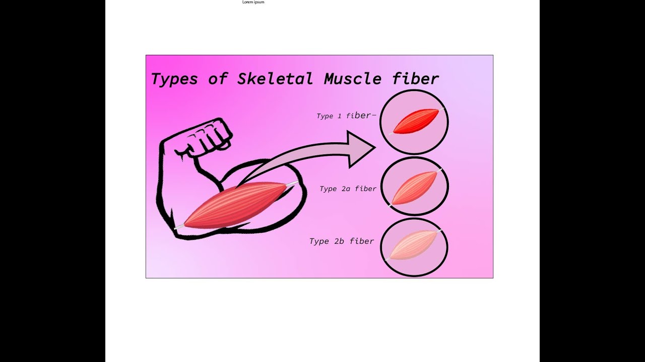 Types of Skeletal Muscle fiber | Type 1 | Type 2a | Type 2b | eLearning ...
