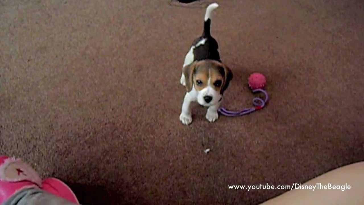Disney the Beagle- Famous Head Tilt @ 10 Weeks Old - YouTube