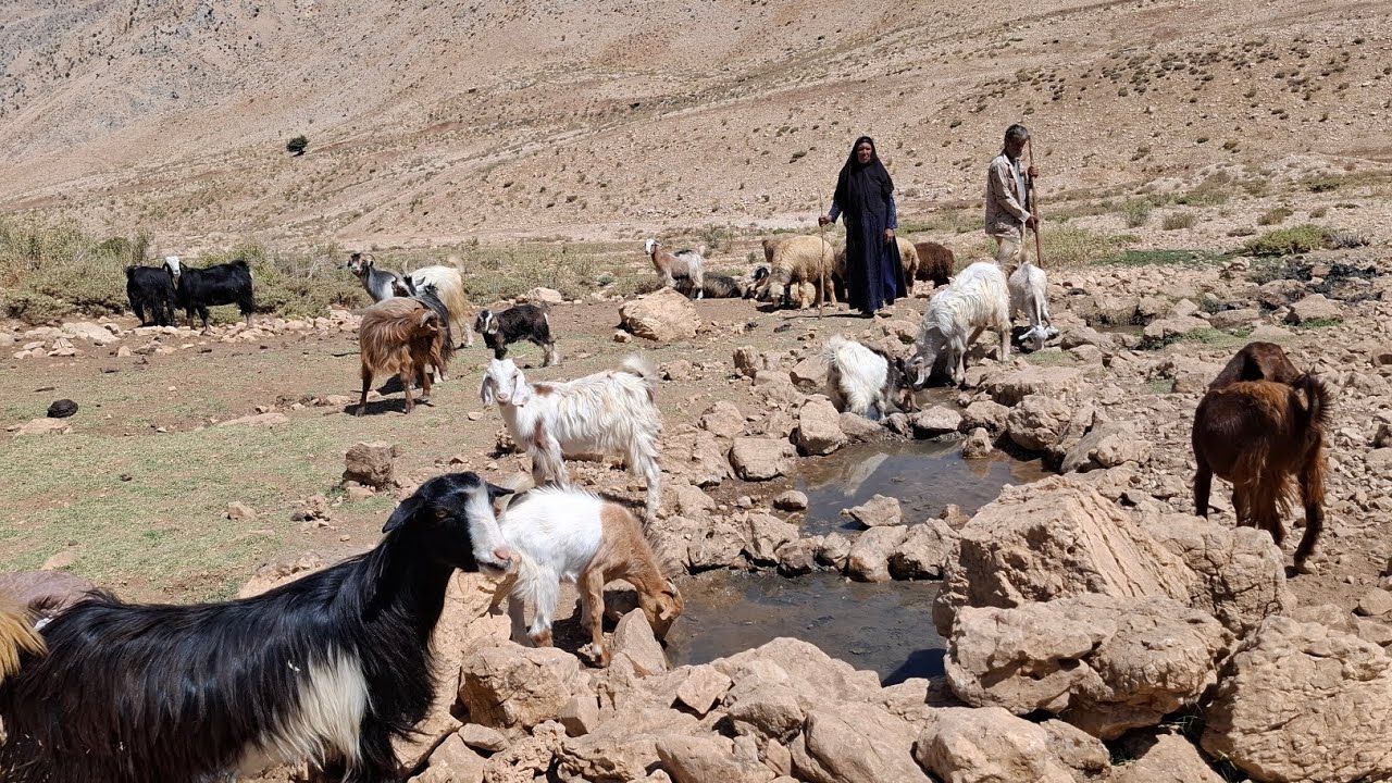 The life of IRAN nomads: trying to preserve the environment in the ...