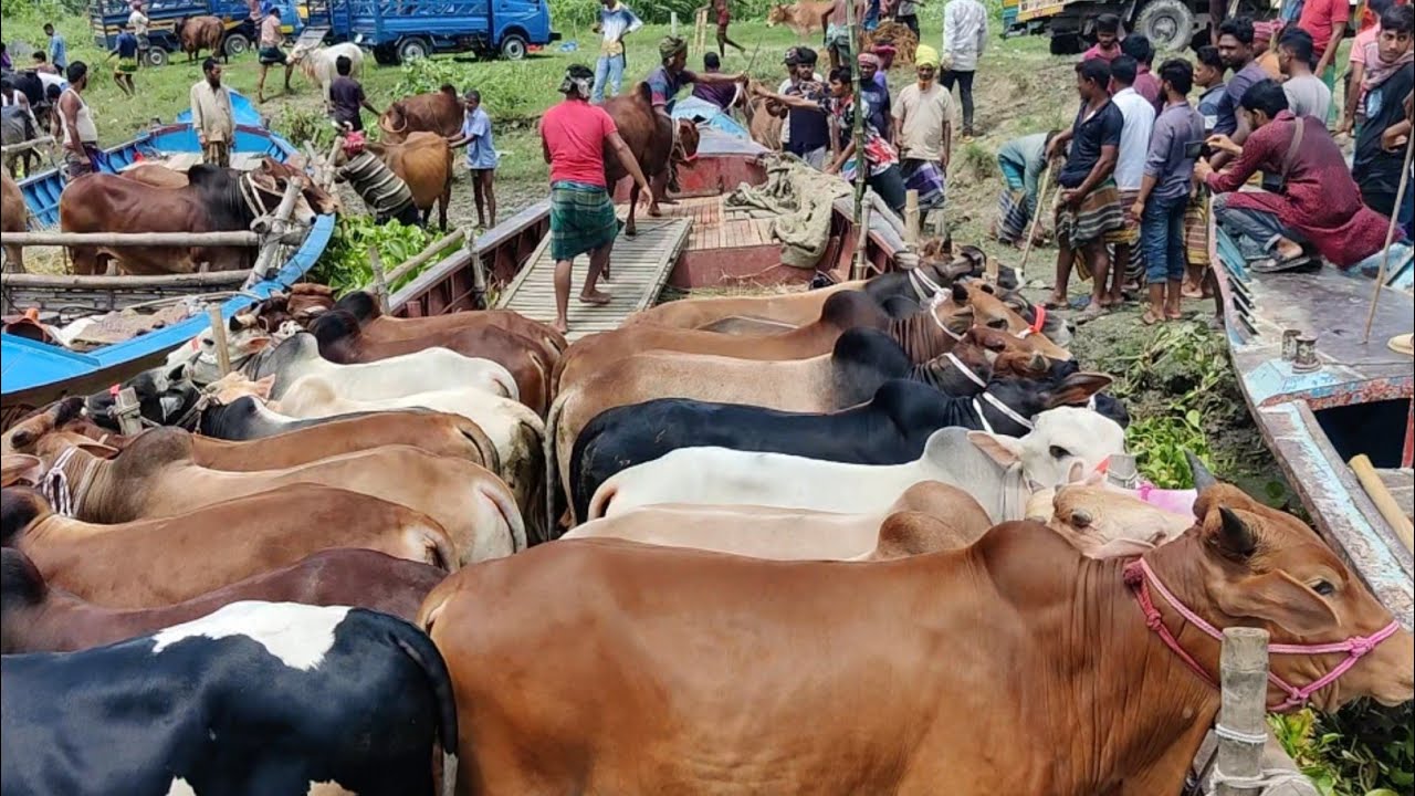 Ep-164,Cow Unloading,Big Cow,big bull,big cattle,Cow Videos,Cow Video ...