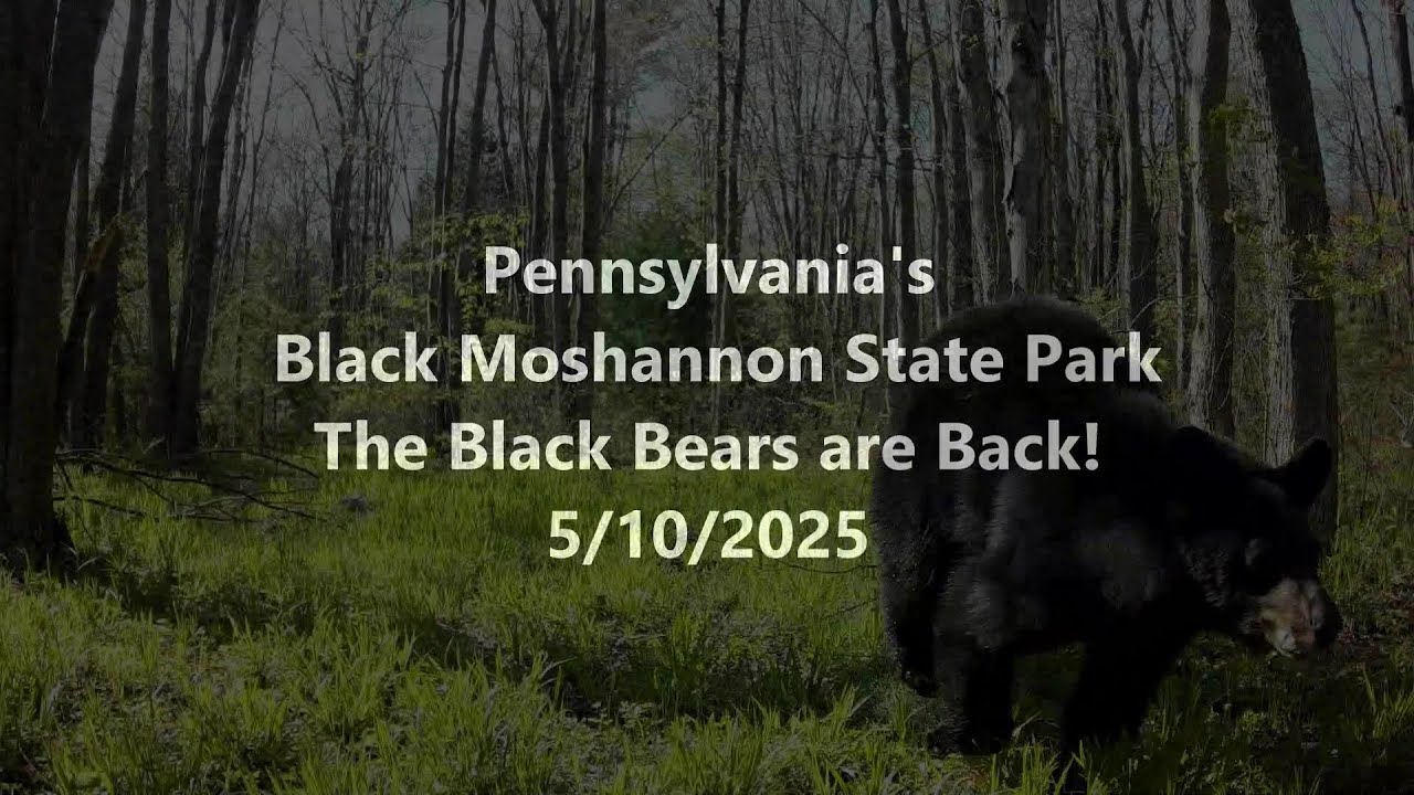 Pennsylvania Black Bear at Black Moshannon State Park, the Bears are ...