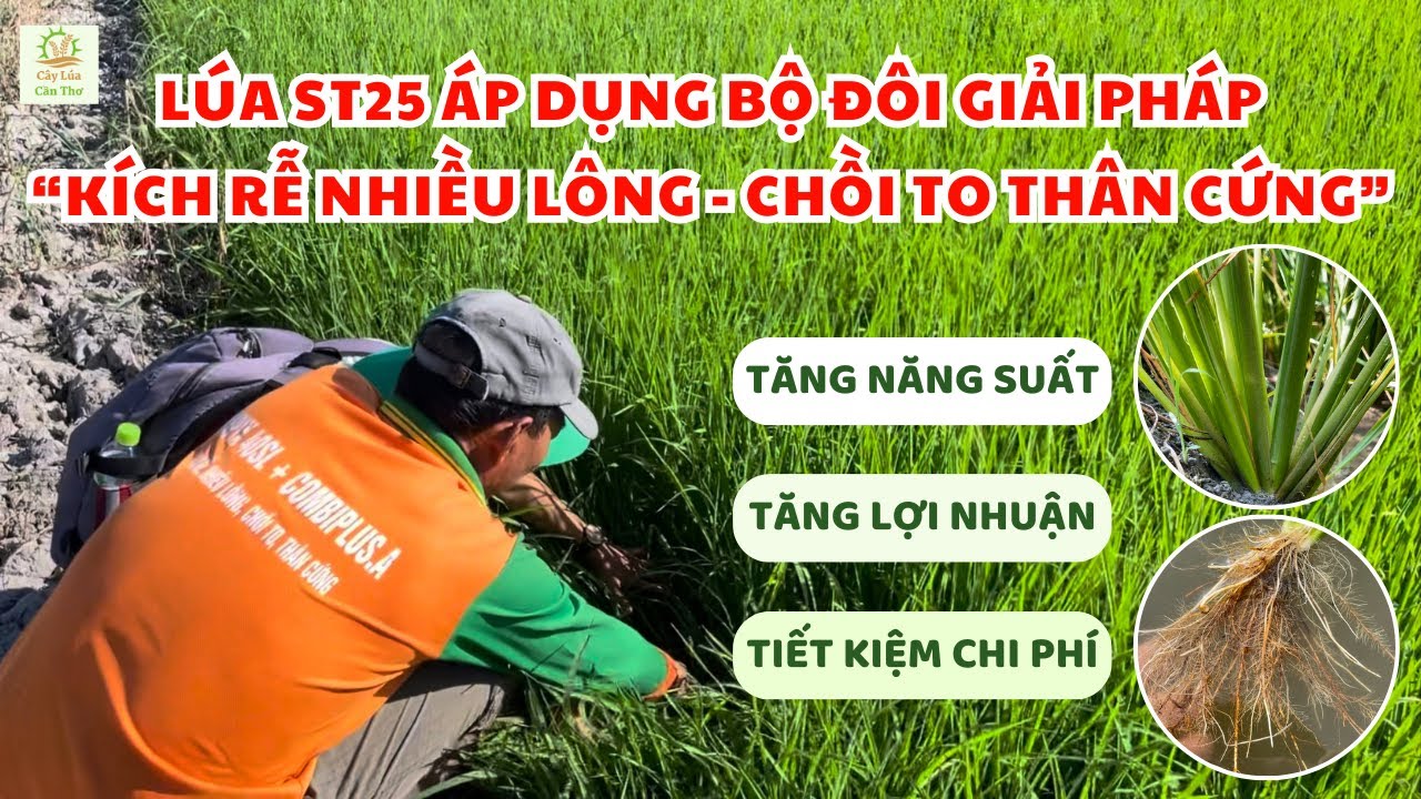 Lúa ST25 Phun Thuốc Giúp Nhiều Chồi To Khỏe, Tiết Kiệm Phân Bón Tại Cờ Đỏ Cần Thơ | Cây Lúa Cần ...