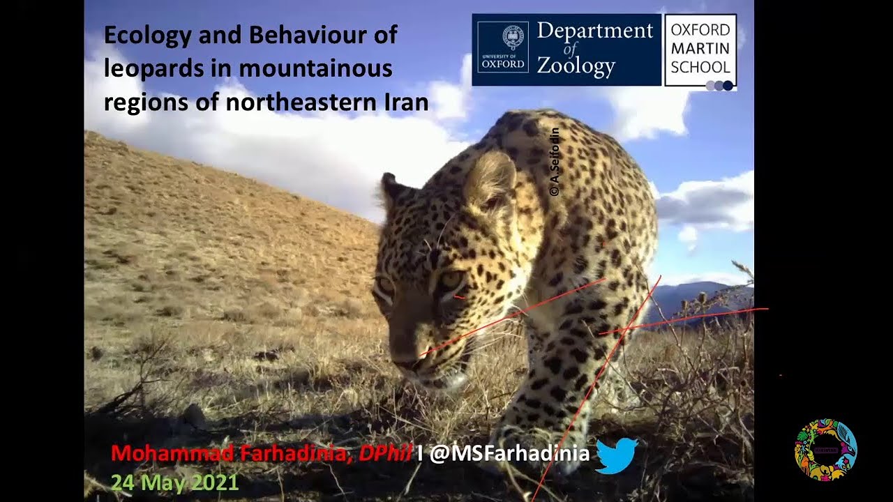 Ecology and Behavior of leopards in mountainous regions of northeastern ...
