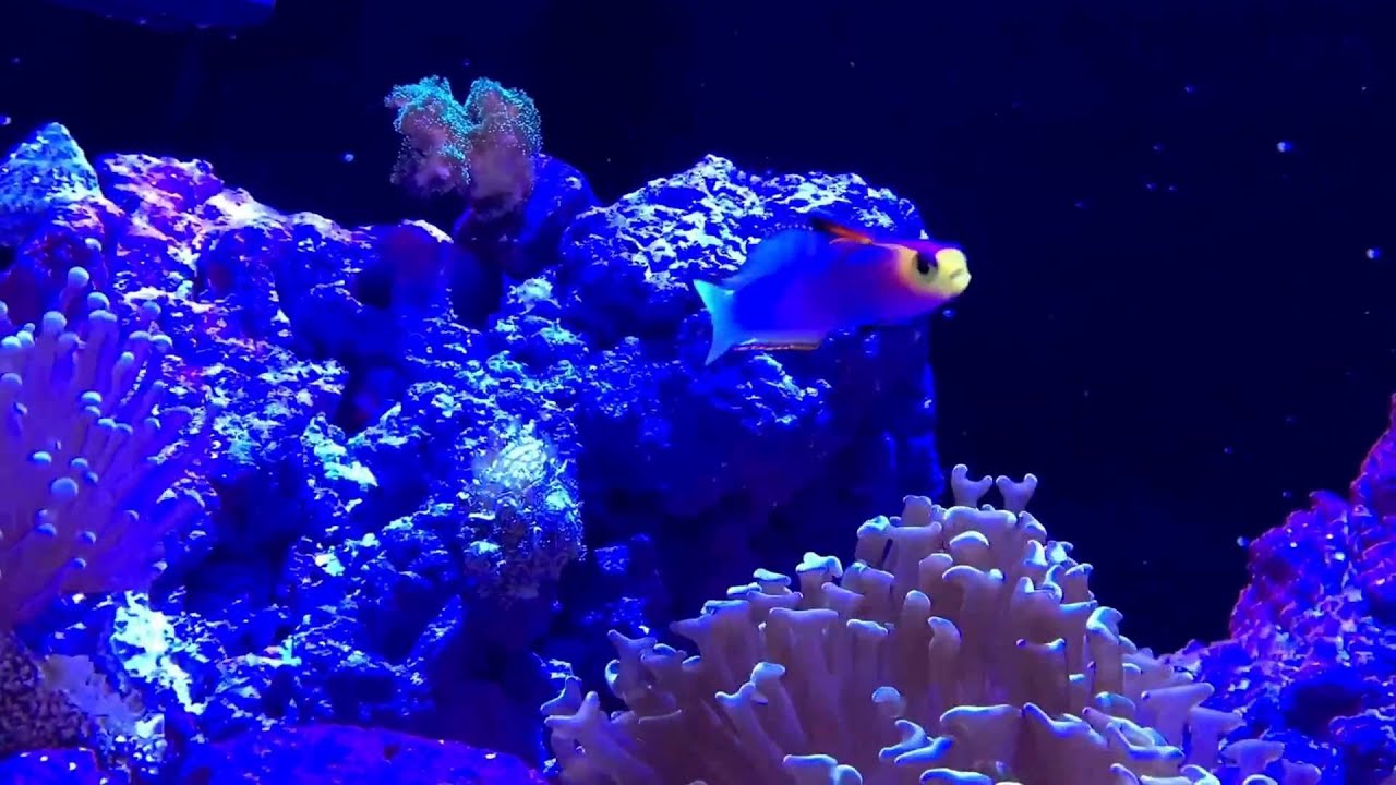 Tanaka Pygmy Wrasse & Helfrichi Fire Fish - YouTube