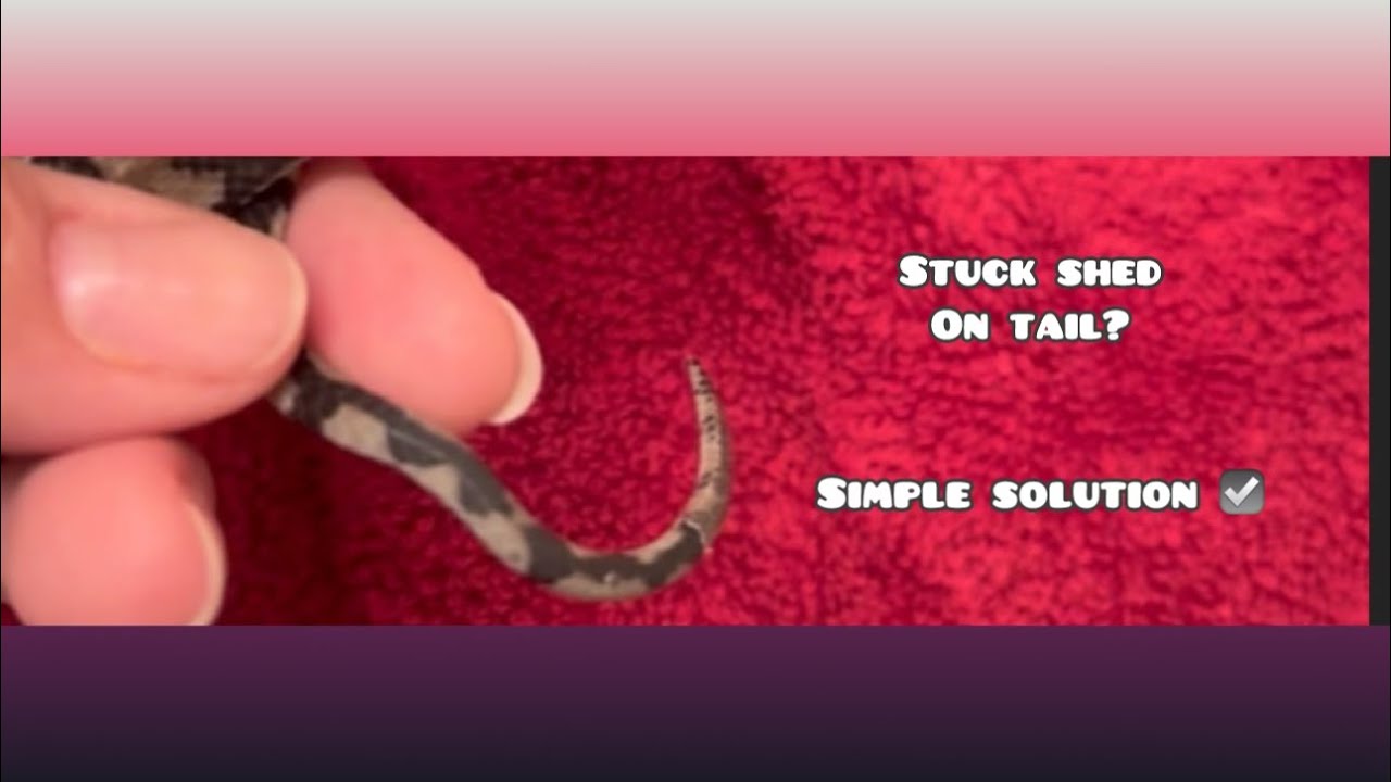 Stuck shed on snake’s tail? Easy Fix - YouTube