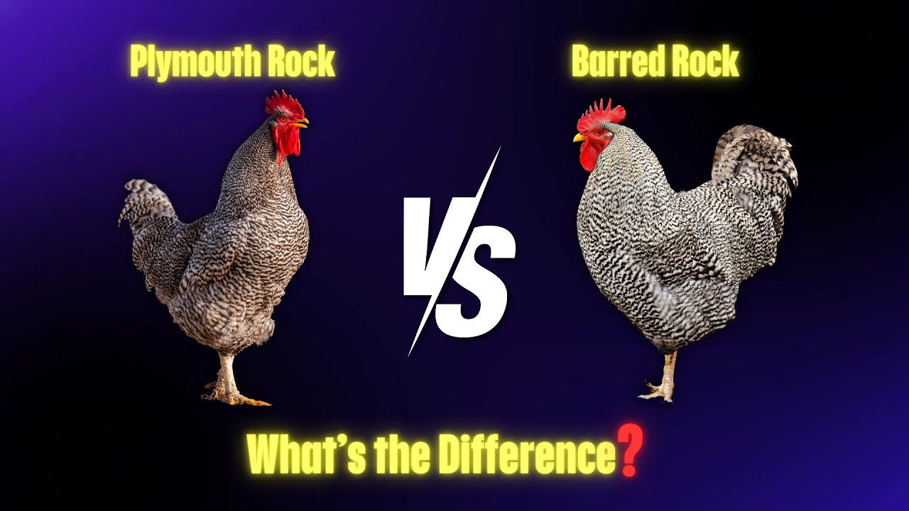 Plymouth Rock vs Barred Rock What’s the Difference and Which Chicken is ...