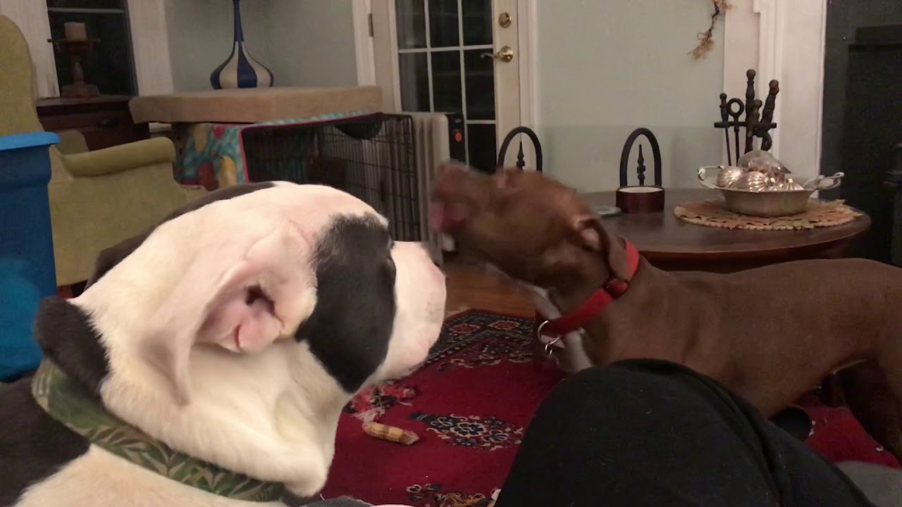 Pit Bull love Howling dogs - YouTube