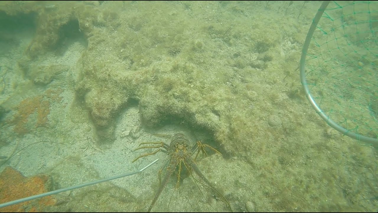 Florida Keys Lobster Season 2018 Free diving & Snorkeling! - YouTube