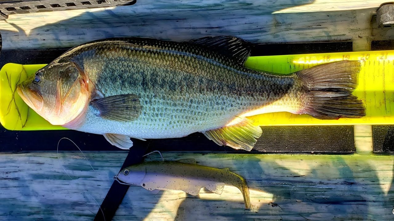 6 fish day with the Yunique baits GTrout - YouTube