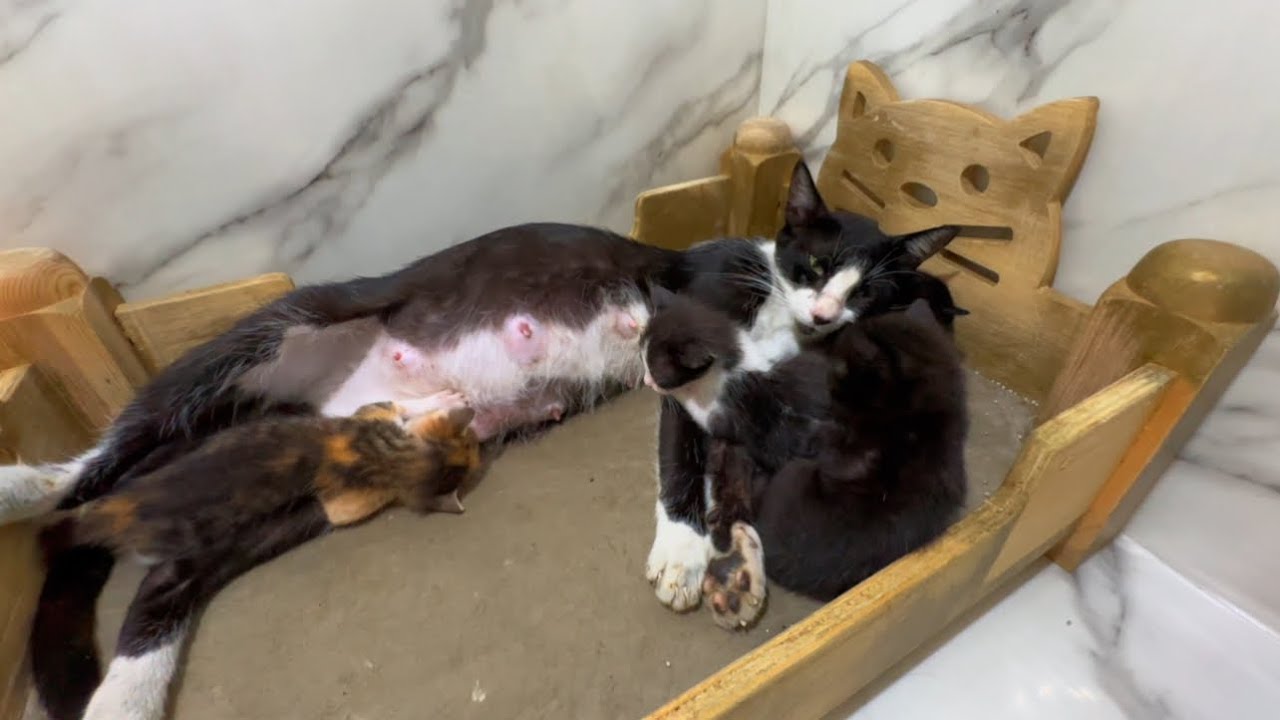 Poor mama cat rescued after being dumped near a cat shelter. - YouTube