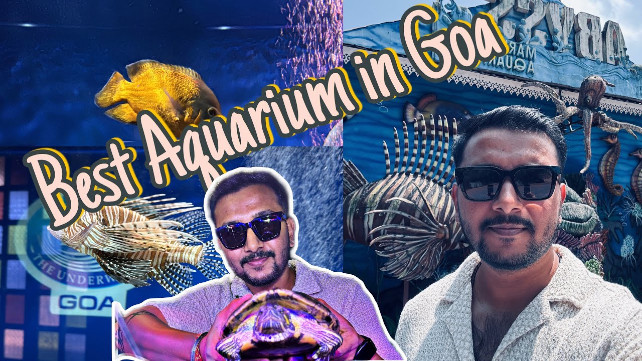 Best Aquarium in Goa || Abyss The Marine Aquarium - YouTube