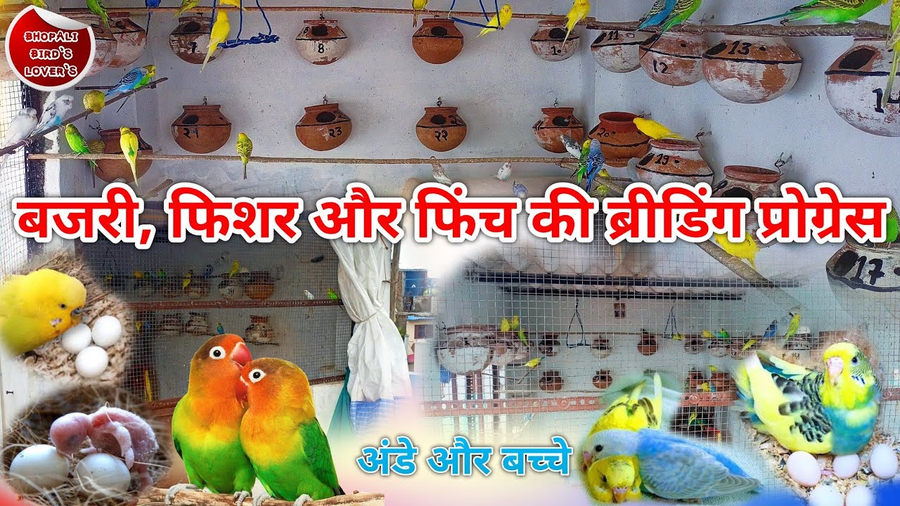 Pure Bird's ke annde bachhe dekho//किस बर्ड का क्या चल रहा है देखो # ...