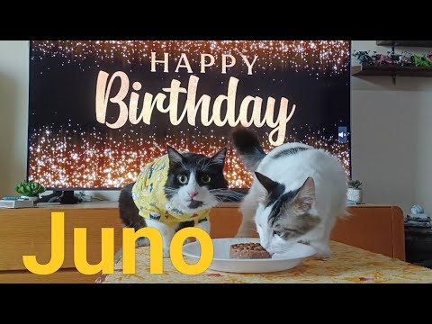 Celebrating Juno's 3rd Birthday - YouTube