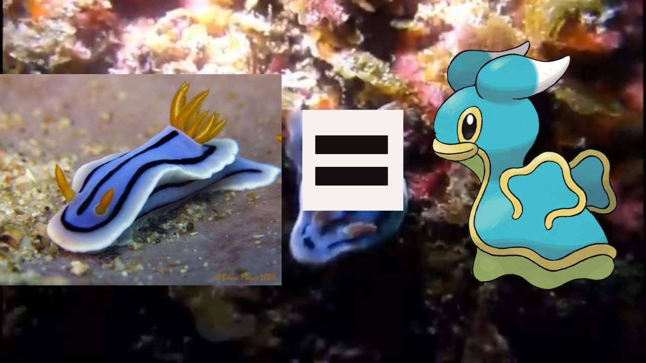 SEA SLUG OR POKEMON? CHROMODORIS LOCHI NUDIBRANCH - YouTube