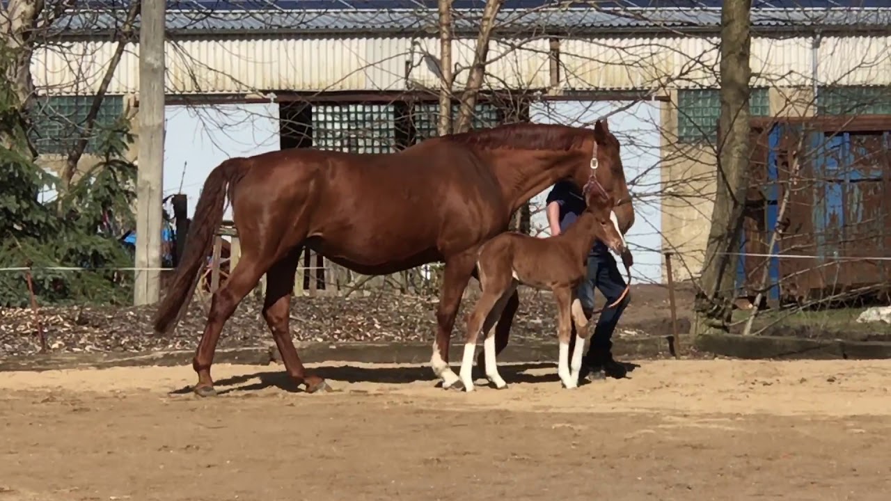 Stutfohlen Benicio x Royal Olymp - YouTube