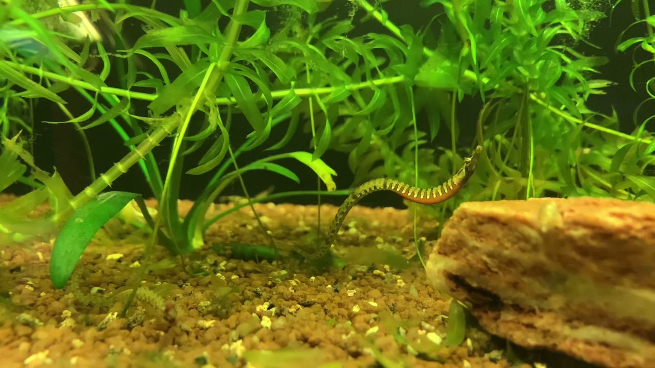 African freshwater pipefish (Enneacampus ansorgii) - YouTube