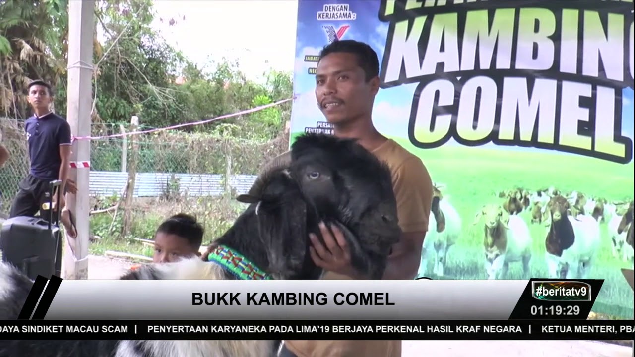 Bukk Kambing Comel - YouTube