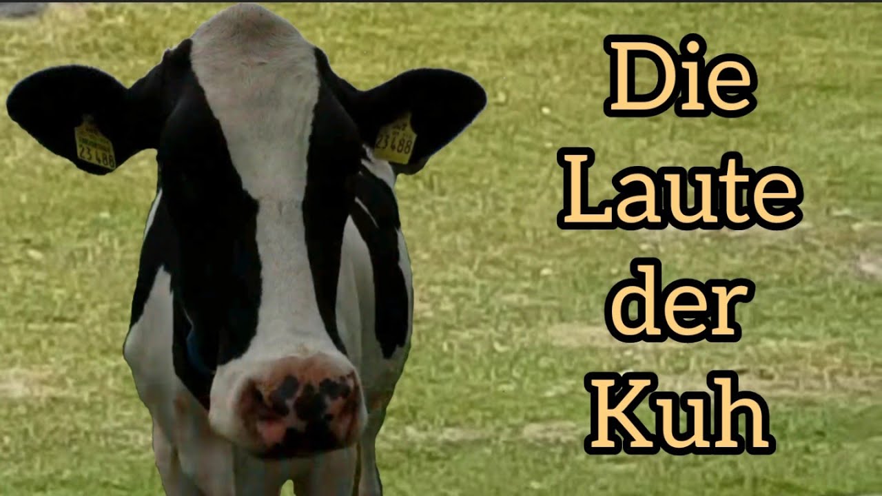 Die Laute der Kuh #LoveNature #Bauernhof #Weide #Muh - YouTube