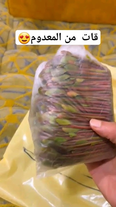 قات من المعدوم تعالو نخزن😍|#عبديس #الريس #المغترب_اليمني #صنعاء #معين ...