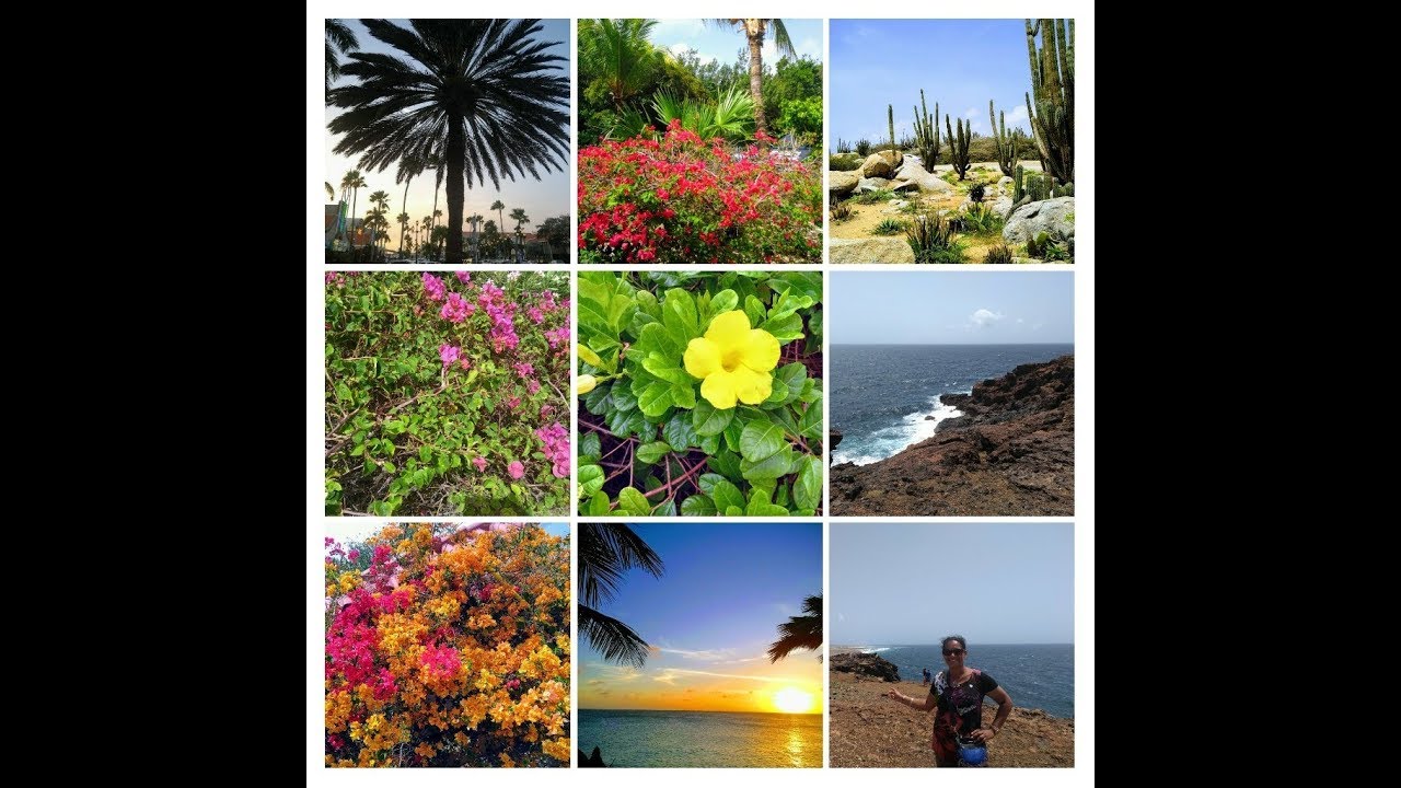 Flora en fauna op Aruba One Happy Island! - YouTube