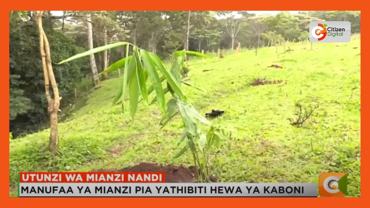 Wakulima kaunti ya Nandi wahimizwa kupanda mianzi ili kuimarisha hali ...