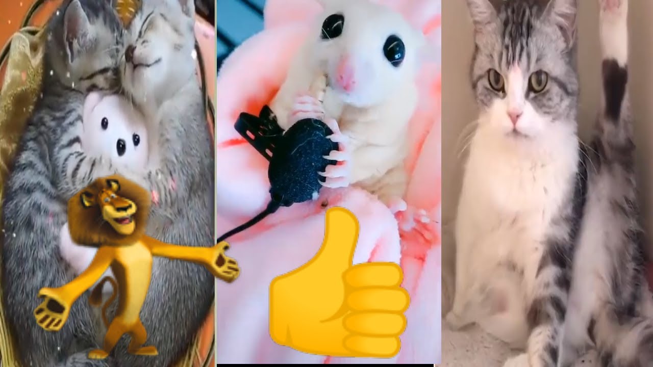 msm funny animals cats and dogs compilatiion try not to laugh - YouTube