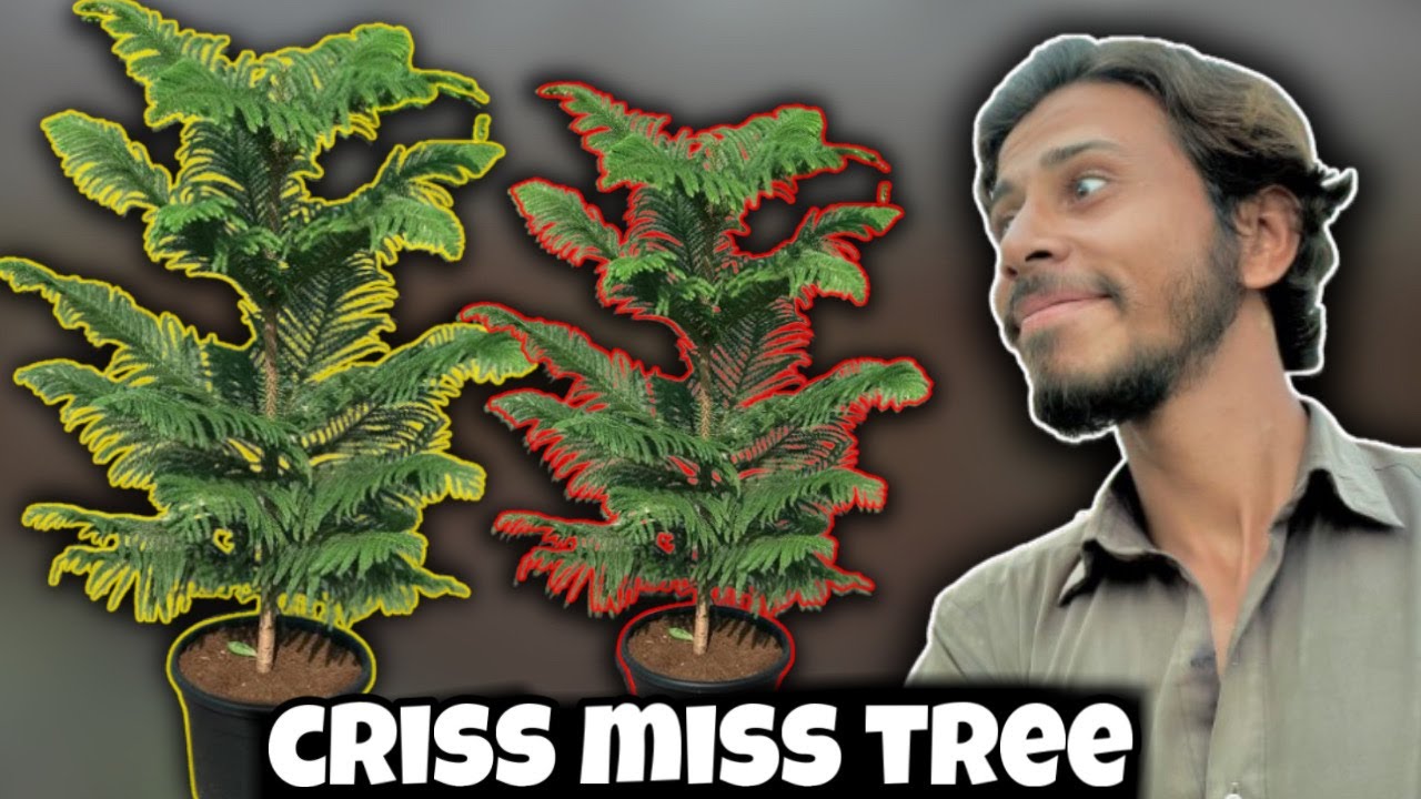 cristan bhaiyo ke liye Christmas tree ka plant le aya - YouTube