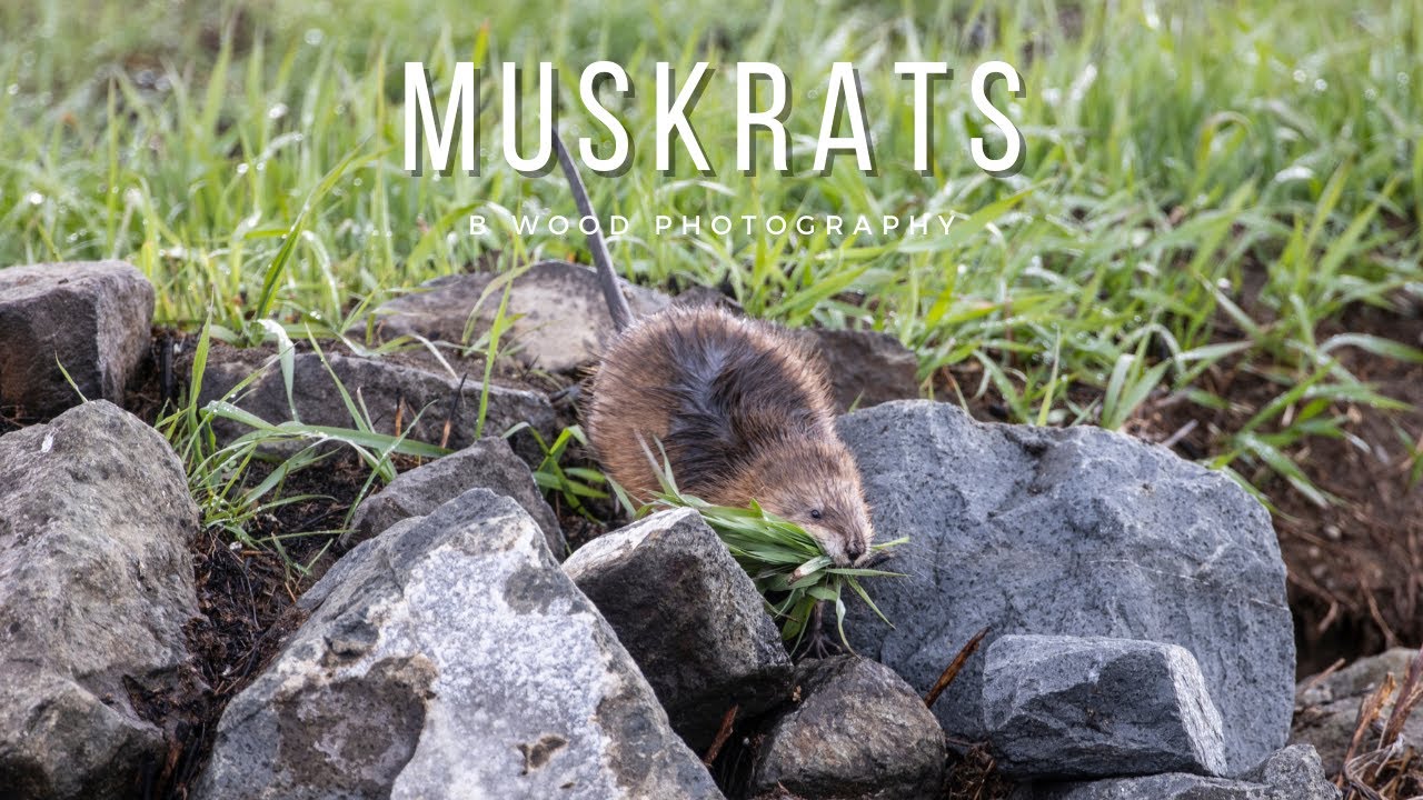Common Muskrat | 5 Interesting Facts 🦫 - YouTube