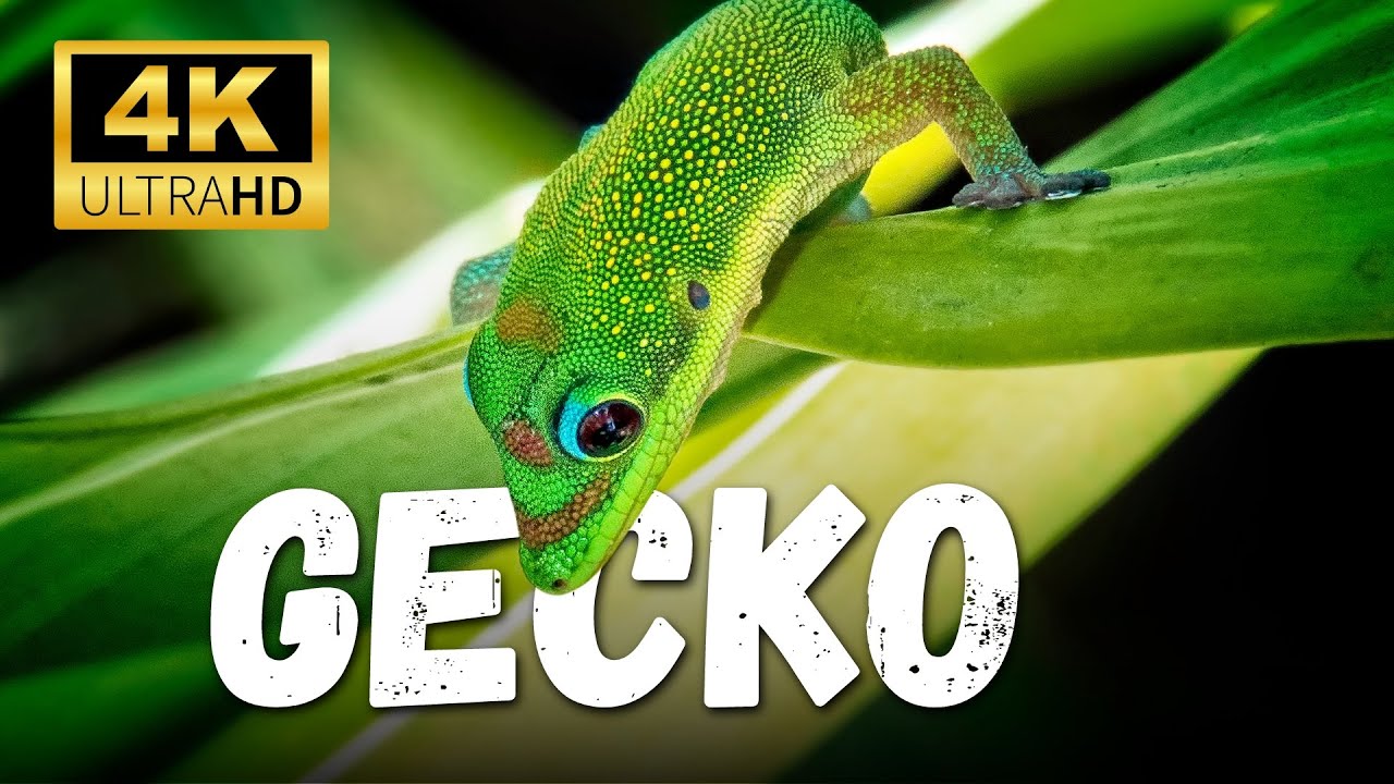 Gecko 4k Ultra HD - YouTube