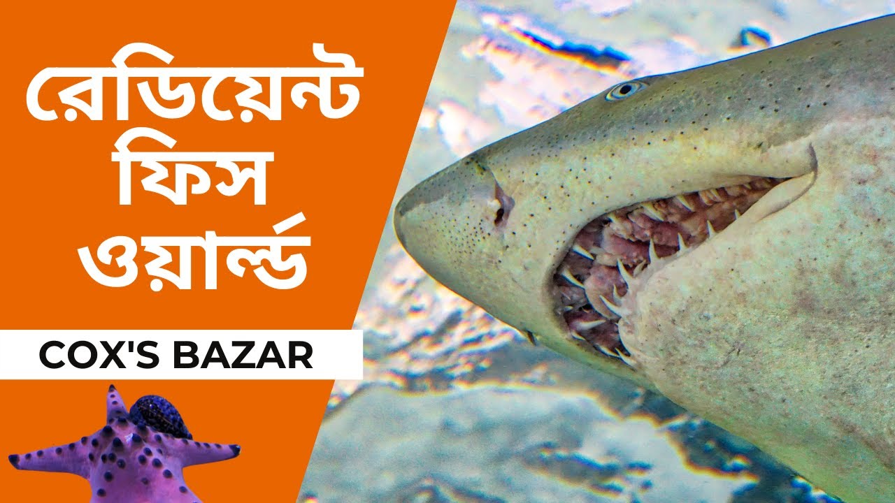 Radiant fish world in Cox's Bazar | Live fish Aquarium - YouTube