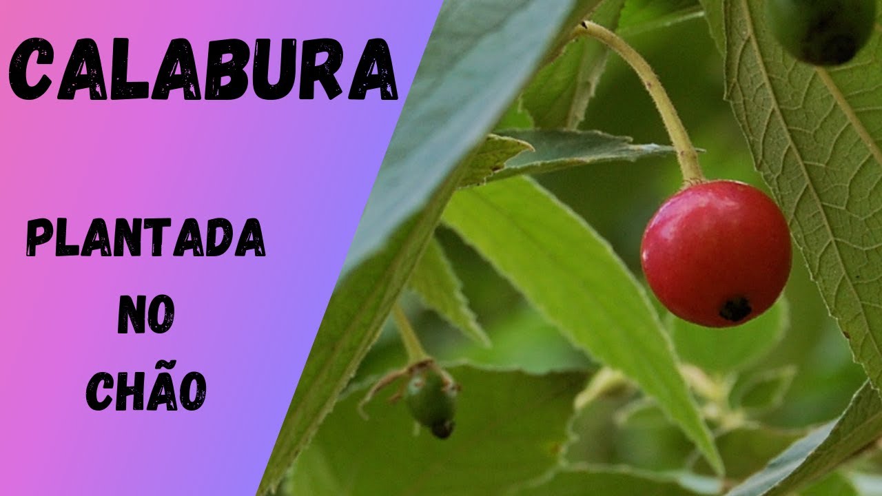 Calabura (também conhecida como fruta algodão doce) - YouTube
