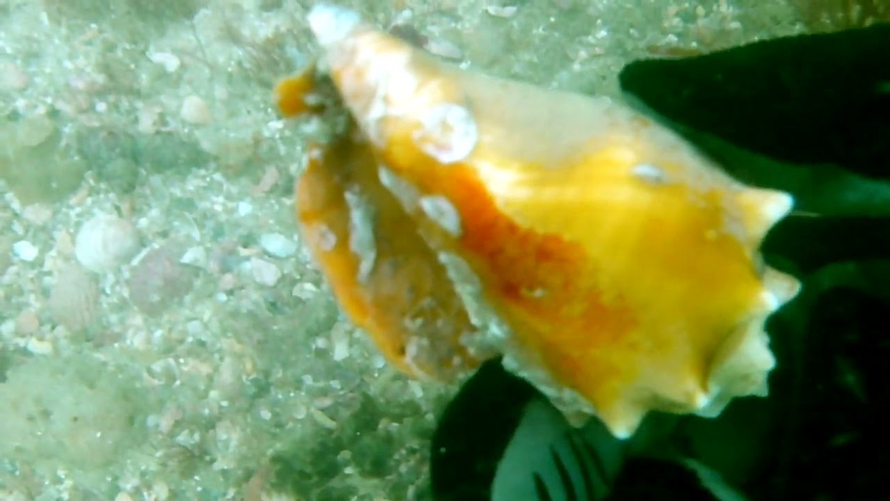 Spanish Rocks Reef - YouTube