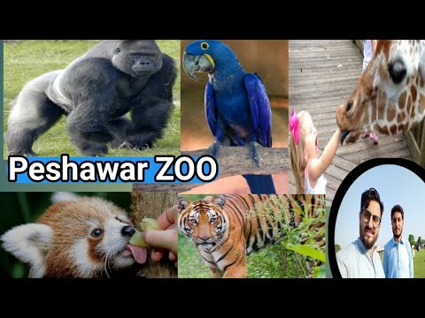 Peshawar ZOO Vidoe | Vlog On Peshawar ZOO | Different Animals In ...