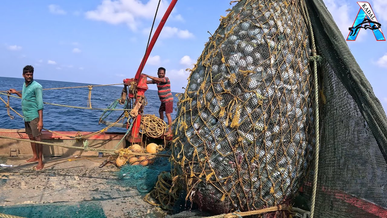 Amazing Giant Fish Fishing Skill in the SEA | @KadalTv - YouTube