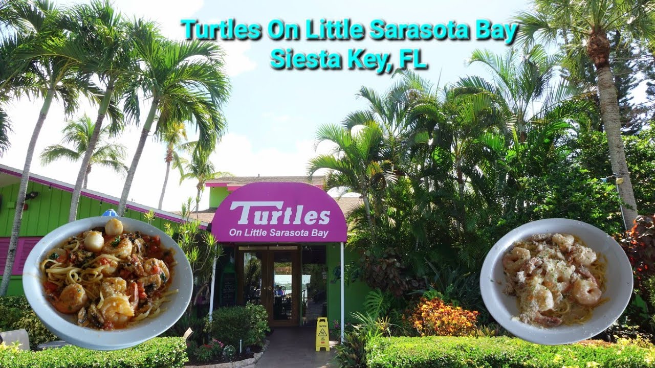 Turtles On Little Sarasota Bay - Siesta Key, Florida - YouTube