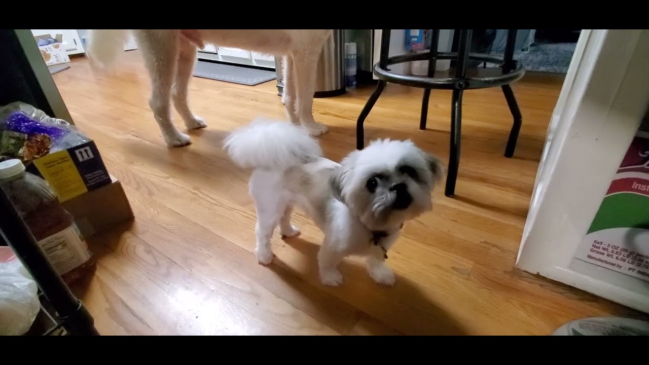 Babysitting Milo and Winnie today - YouTube
