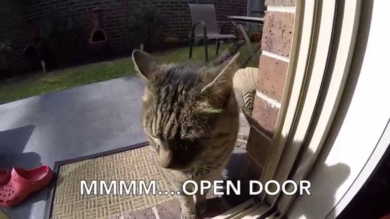 Cat being a brat - YouTube